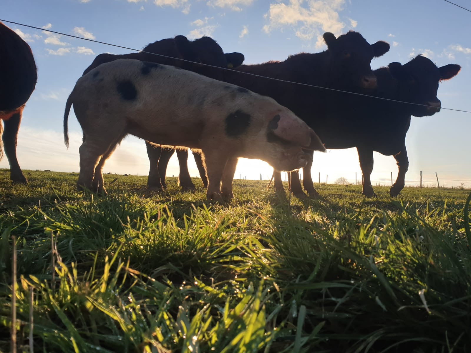 Edfords Farm & Butchery Ltd – Edfords Farm Butchery