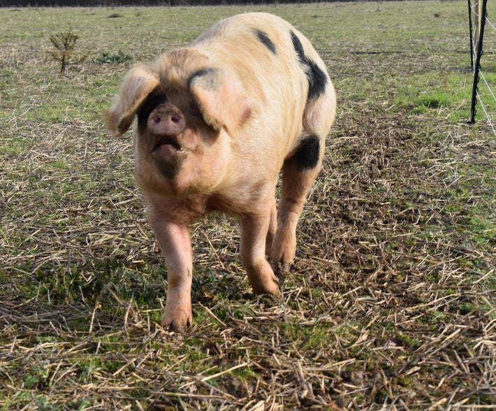 Edfords Farm & Butchery Ltd – Edfords Farm Butchery